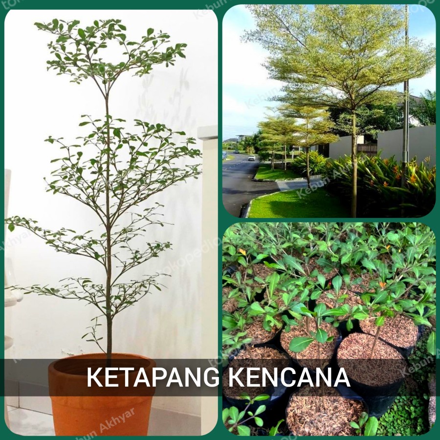 Jual Ketapang Kencana Bibit Pohon Ketapang Kencana Tanaman Hias ...