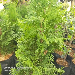 Jual Bibit Tanaman Hias Cemara Wangi Cemara Rentes Super Original ...