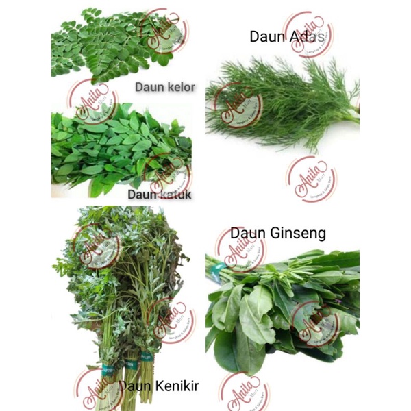 Sayur Daun - Katuk Ginseng Kenikir Adas Fennel Belimbing Kelor Pegagan ...