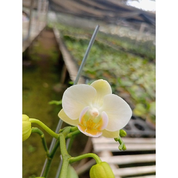 Jual anggrek bulan grade B putih lidah kuning super mini phalaenopsis ...