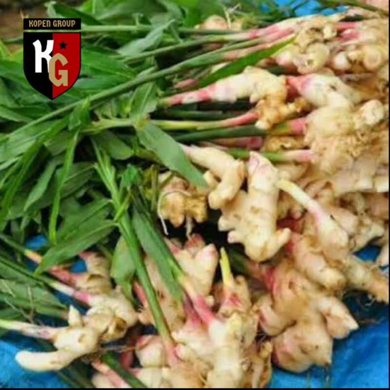 Jual bibit jahe gajah pilihan segar langsung tanam | Shopee Indonesia