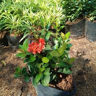 Jual Tanaman Asoka Hindia Merah/ Bibit Pohon Asoka India Merah Cantik ...