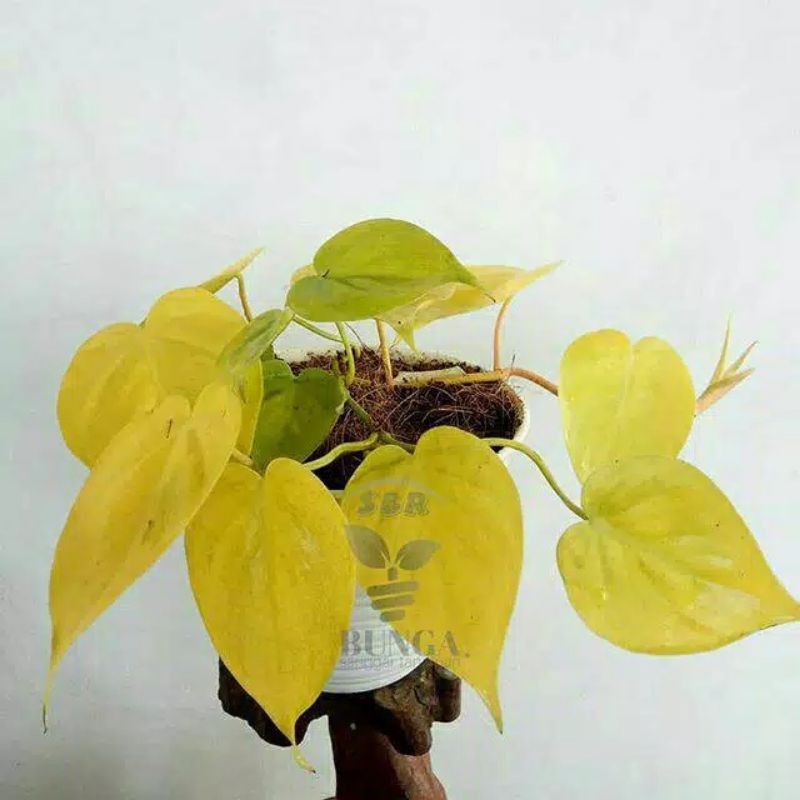 Jual Sirih kuning | Shopee Indonesia