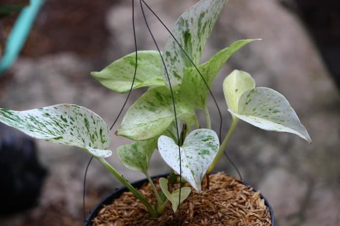 Jual Tanaman hias sirih gading putih / sirih gading varigata /Belanda ...