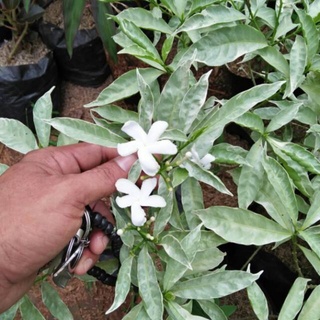 Jual tanaman Sabrina/rombusa putih Varigata 100% ORIGINAL daun besar ...