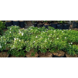 Jual Tanaman Hias Tanaman Bunga Rombusa Mini Hijau | Shopee Indonesia