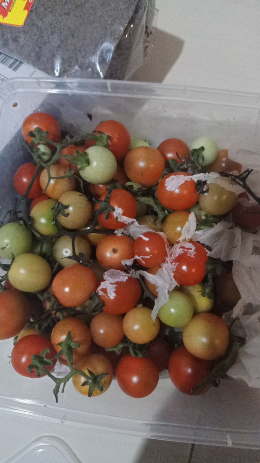 Buah Rampai Rempai Tomat Kecil Segar Khas Lampung 500gram | Shopee ...