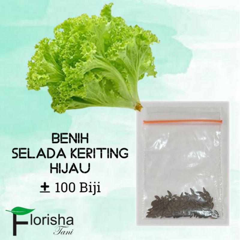Jual Benih/Bibit/Biji Selada Keriting Hijau Kemasan Kecil/Repack ...