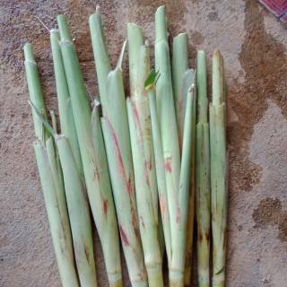 Jual Trubuk,turubuk,telor tebu,endog tiwu press(250gram) | Shopee Indonesia