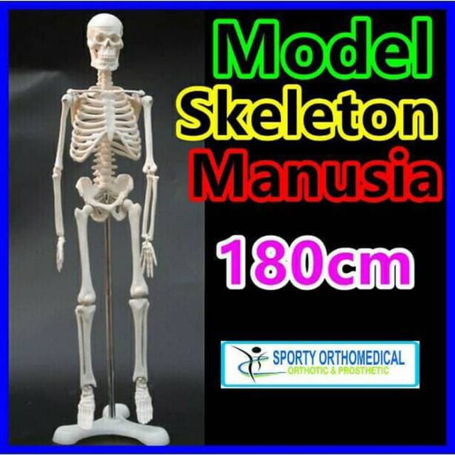 Jual Fexible 180 cm Human Skeleton Model Teaching Aid Mini / tengkorak ...
