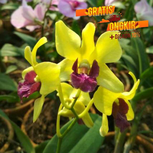 Jual Anggrek Dendrobium Pure Green Star - Tanaman hias hidup - Bunga ...