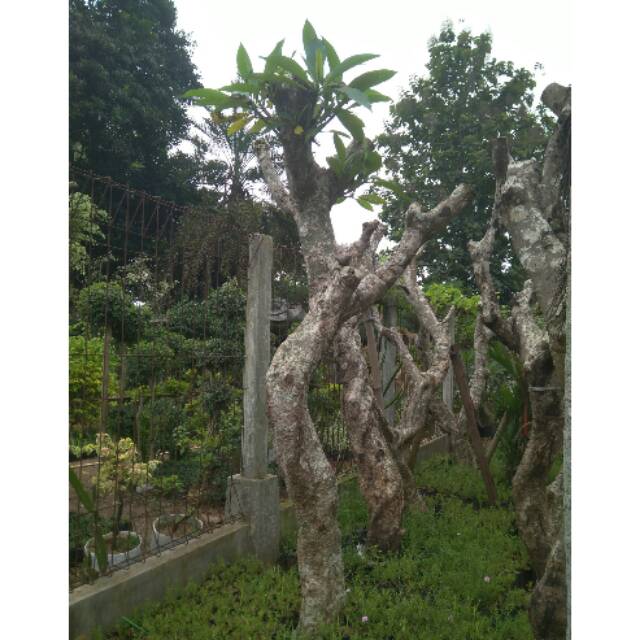 Pohon Kamboja Fosil Pohon Kamboja Fosil Murah Harga Pohon Kamboja | My ... Pohon Kamboja Fosil Pohon Kamboja Fosil Murah Harga Pohon Kamboja | My ...