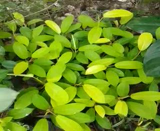 Jual PILO LEMONLIME#TANAMAN HIAS#BUNGA HIDUP#pillo centong | Shopee ...