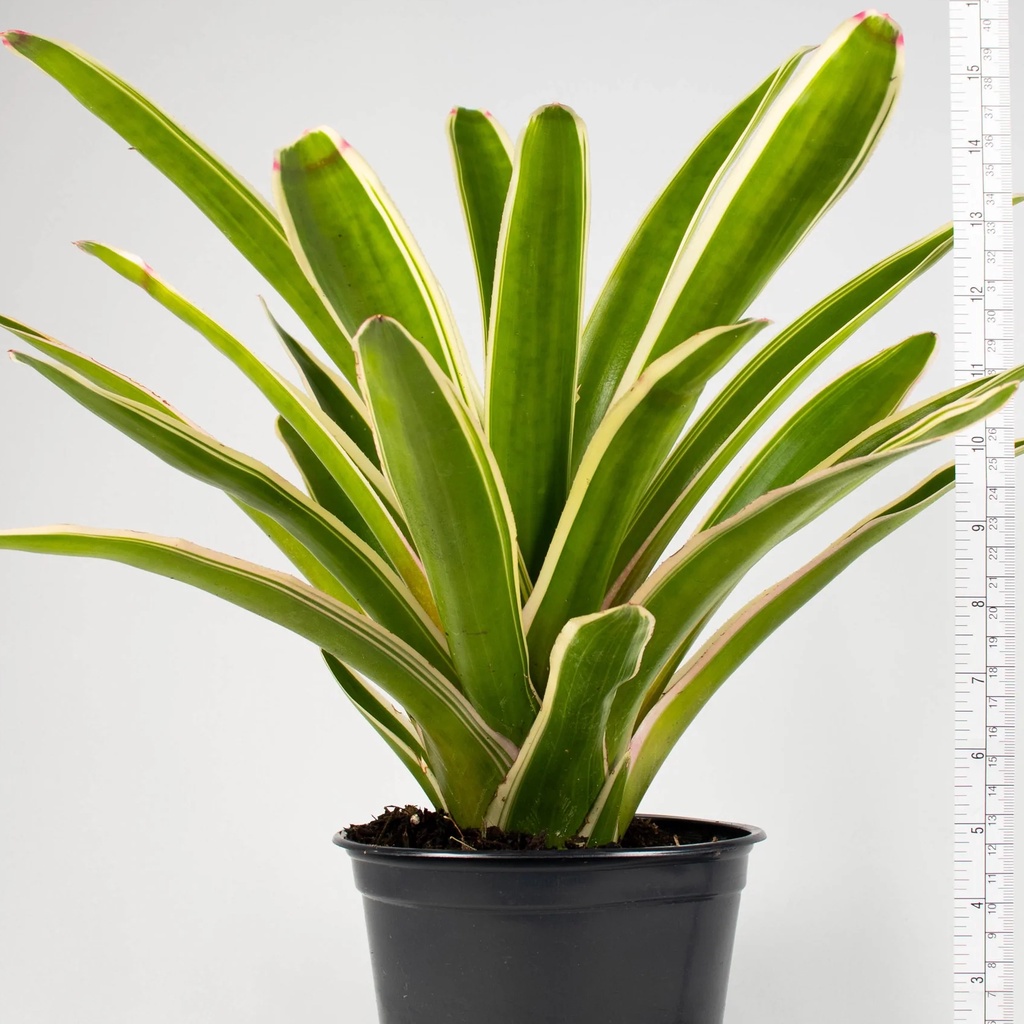 Jual Tanaman Hias BROMELIA HIJAU KUNING / Bossa Nova Bromeliad ...