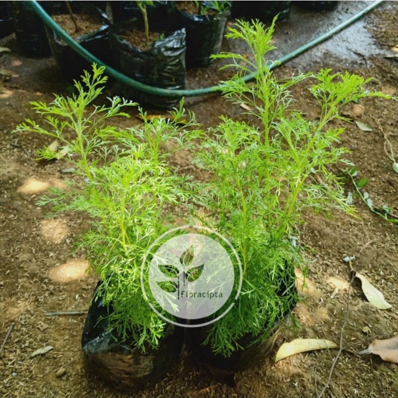 Jual Pohon Adas Pulosari - Bibit Tanaman Herbal Adas Pulowaras ...