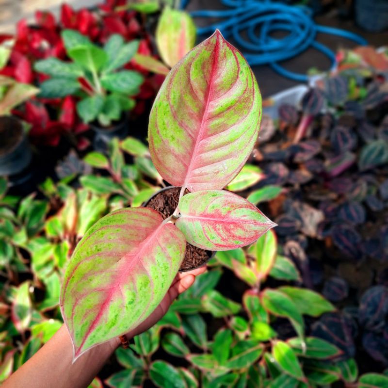 Jual Aglonema Murah Tanaman Aglonema Golden Siam Murah Aglaonema ... Jual Aglonema Murah Tanaman Aglonema Golden Siam Murah Aglaonema ...