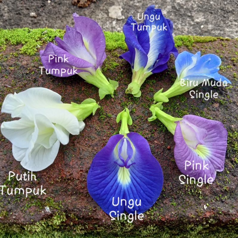 Jual Biji Telang Single/Tumpuk ISI 20+ BIJI (Warna Biru, Ungu, Biru ...