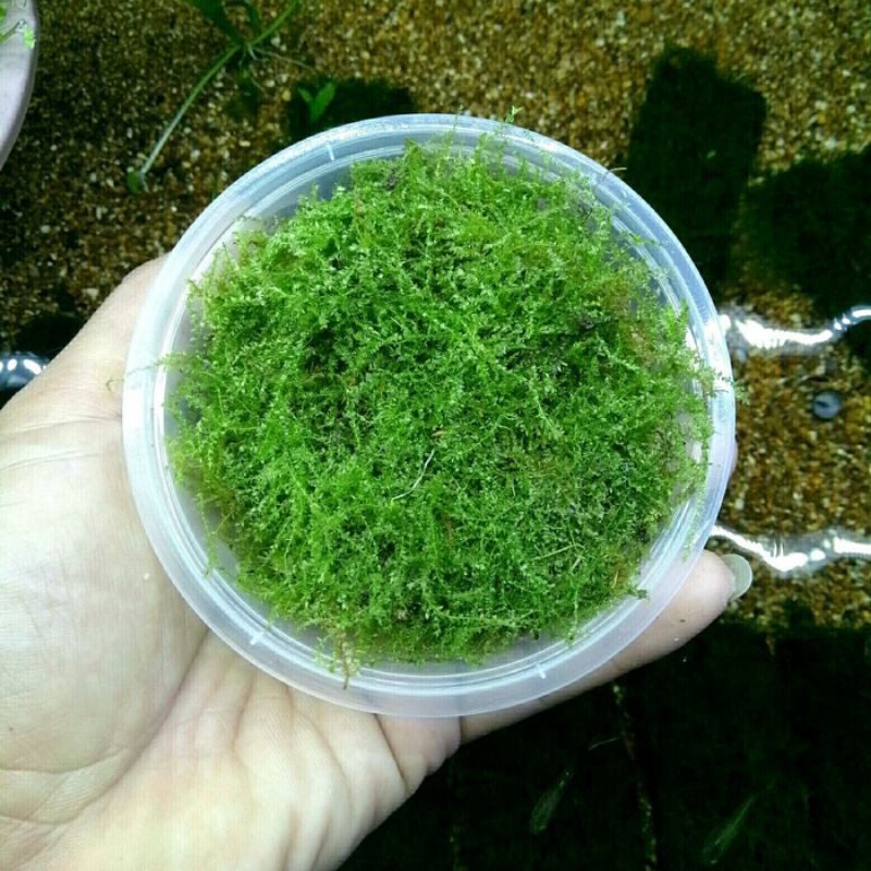 Jual Java Moss Emersed / Moss Paludarium | Shopee Indonesia