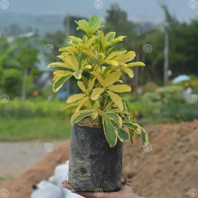 Jual Tanaman hias walisongo golden variegata | Shopee Indonesia