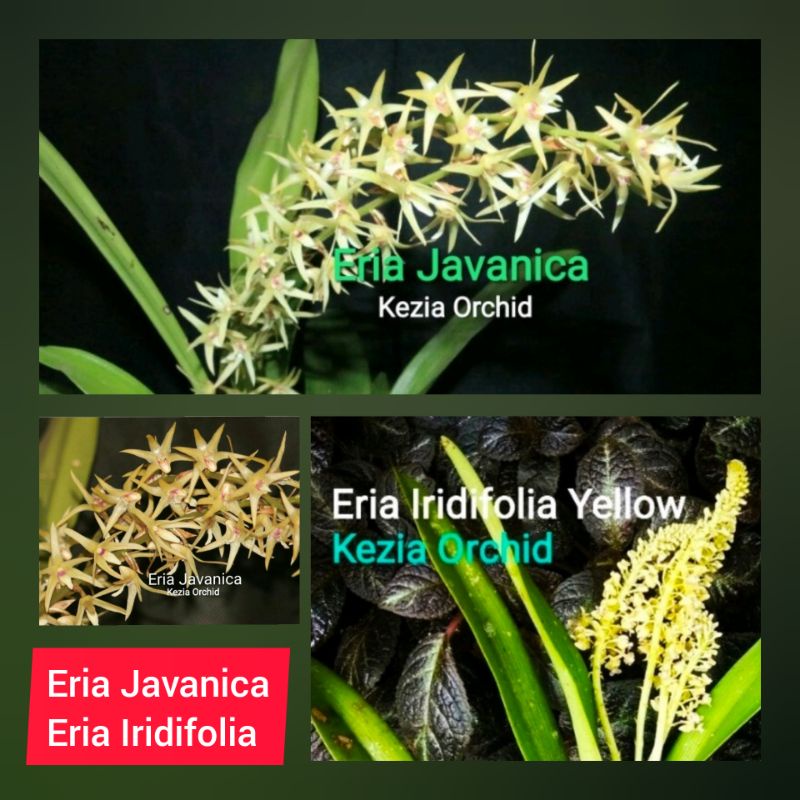 Jual Anggrek Eria Iridifolia Yellow ; Eria Javanica | Shopee Indonesia