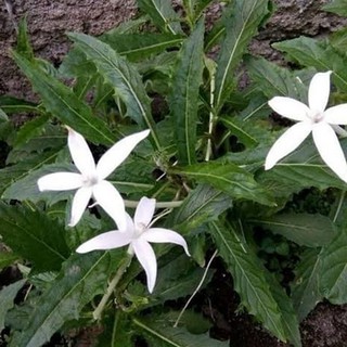 Jual Tanaman Pohon Herbal Kitolod Bunga Kitolod - Kembang Kitolod ...