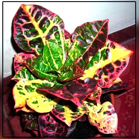 Jual Tanaman Indoor Hidup Puring Kura Bunga Hiasan Rumah dan Taman ...