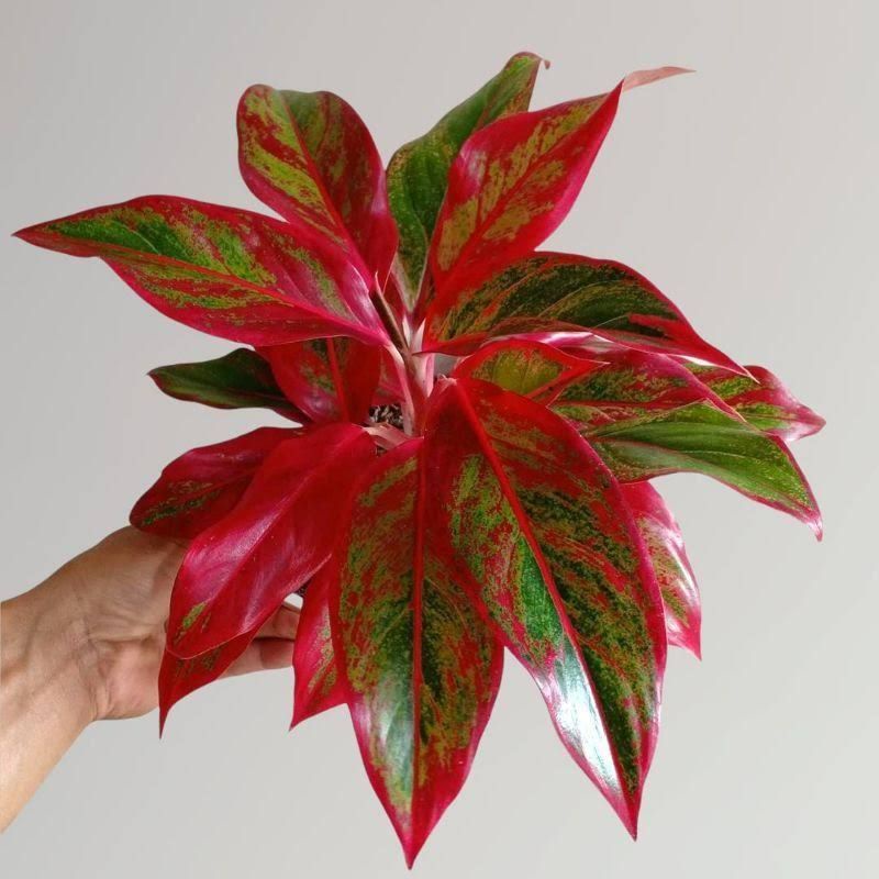 Jual Aglonema Lipstik Siam Aurora Tanaman Hias Bunga Aglaonema Murah ...