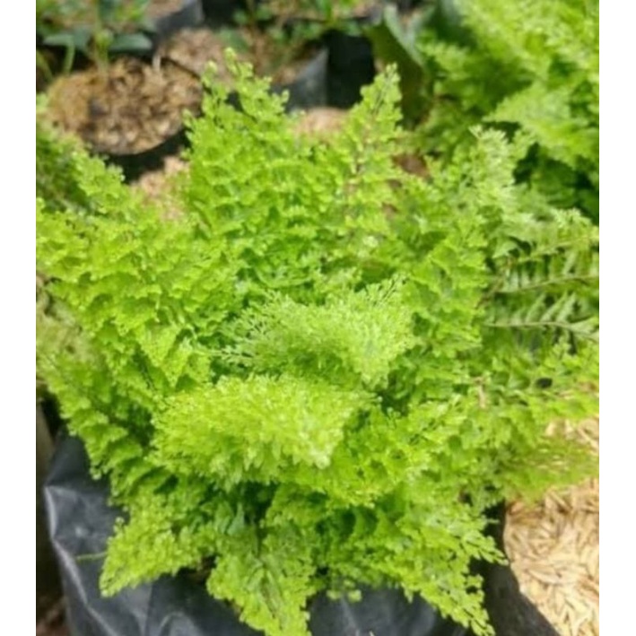 Jual Tanaman pakis embun | Shopee Indonesia