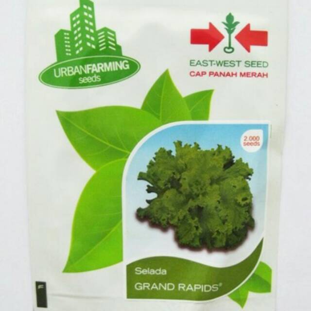 Jual Benih Selada Hijau Grand Rapids Mini Pack 2000 Biji Panah Merah ...