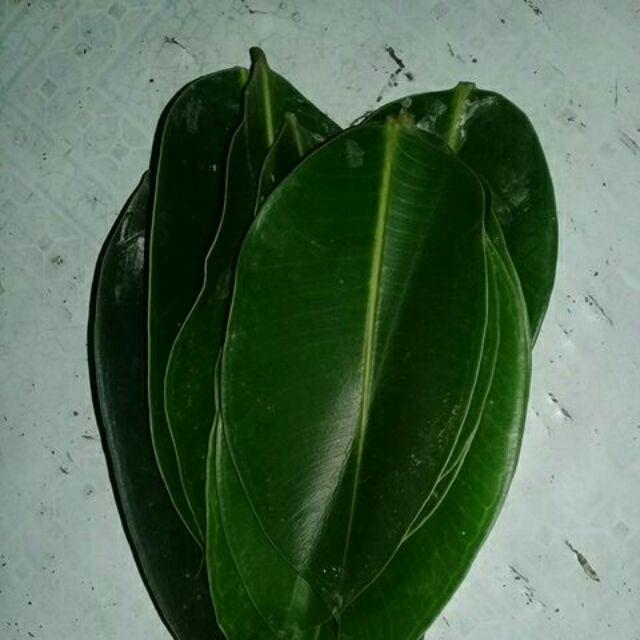 MURAH / DAUN KARET KEBO SEGAR PER LEMBAR / KARET KEBO / HERBAL / STROKE ...