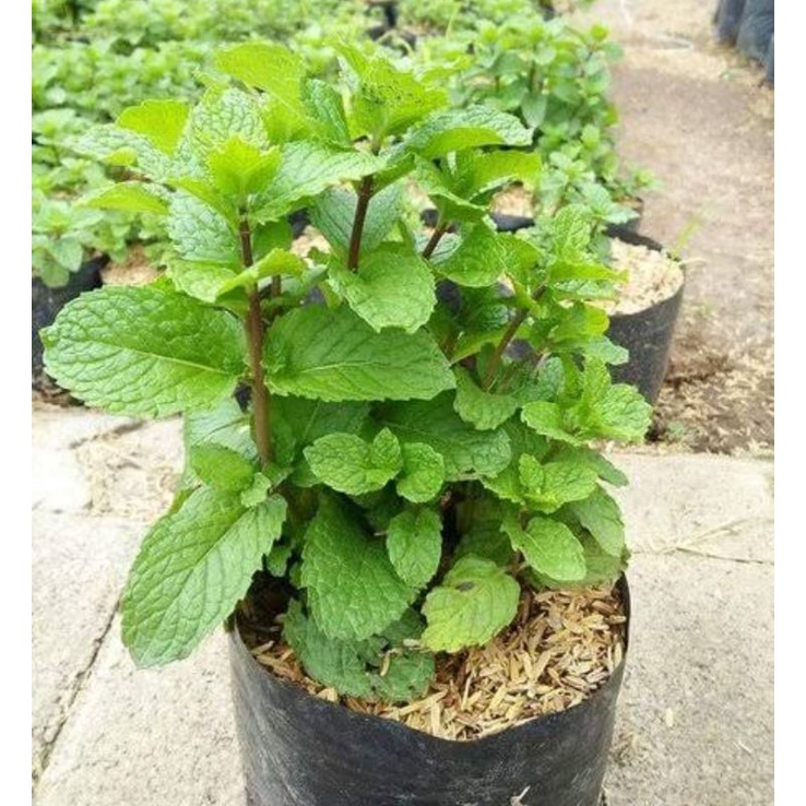 Jual Bibit tanaman mint / Pohon Daun mint | Shopee Indonesia