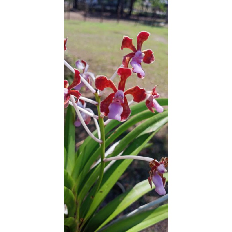 Harga Vanda Perplexa Terbaru Agt 2025 | BigGo Indonesia