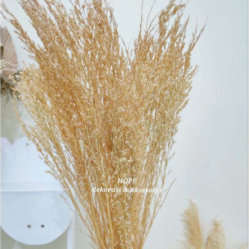 Jual DAUN ADAS WANGI / DRIED ADAS BUNGA HIASAN RUANG TAMU | Shopee ...