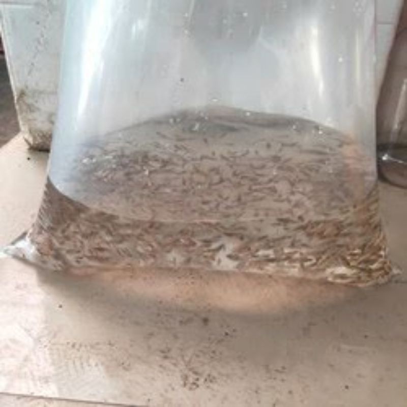 Jual cetul/cere pakan ikan predator | Shopee Indonesia