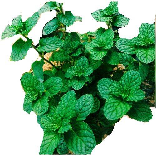 Jual tanaman peppermint Harga Terbaik & Termurah Februari 2023 | Shopee ...