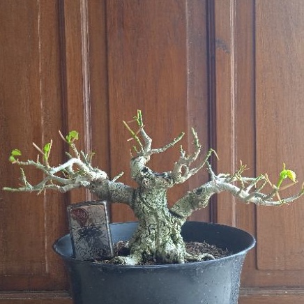 Jual Bonsai Waru India Mame Small | Shopee Indonesia