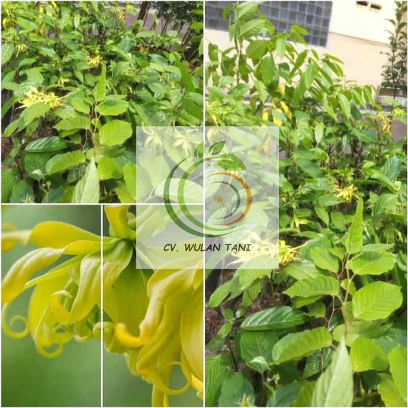 Jual Tanaman Hias Bunga Kenanga / Sedap Malam ( Bibit Bunga Kenanga ...