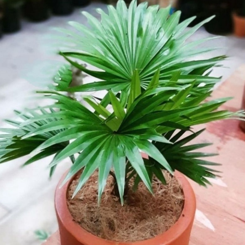 Jual ( BISA COD ) Tanaman Hias Palem Sadeng Palm Bintang / Pohon Palm ...