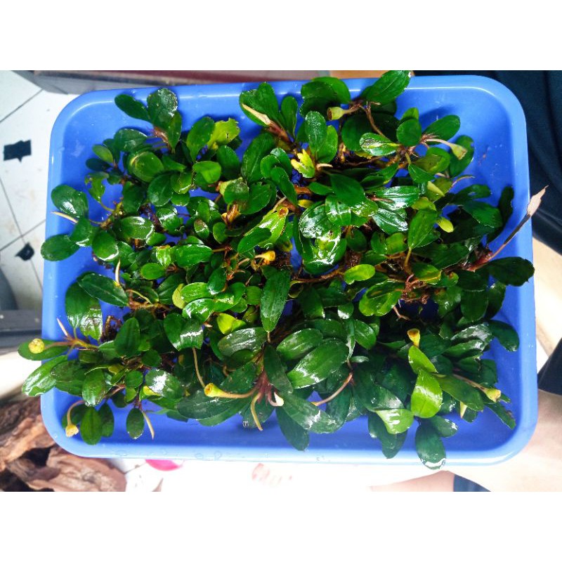 Jual Bucephalandra Melawi Kapit Sulatan Porsi Nampan ( Tanaman ...