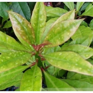 Jual Daun Tujuh Duri 40 lembar | Shopee Indonesia