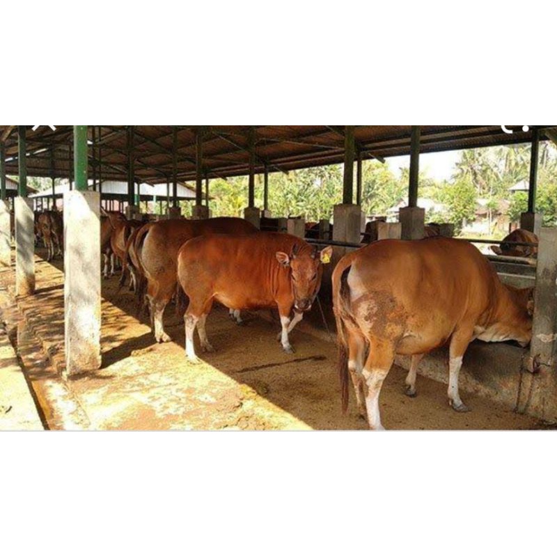 Jual Jual Macam-macam Sapi Qurban | Shopee Indonesia
