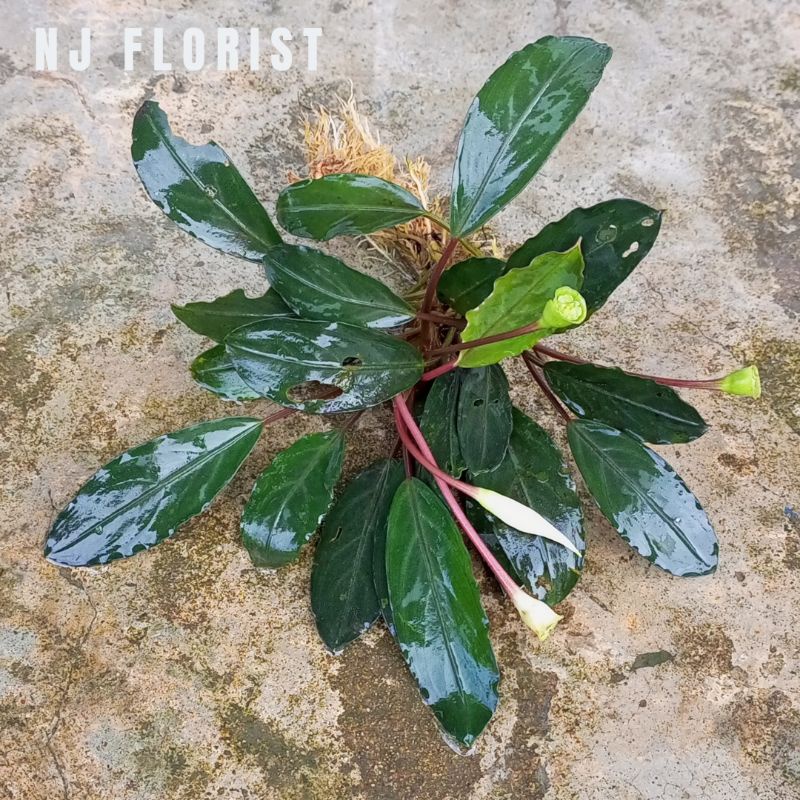 Jual bucephalandra bogneri perpcs/batang | Shopee Indonesia