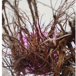 Jual Akar Tanaman Kumis Kucing 250 gram Presh | Shopee Indonesia