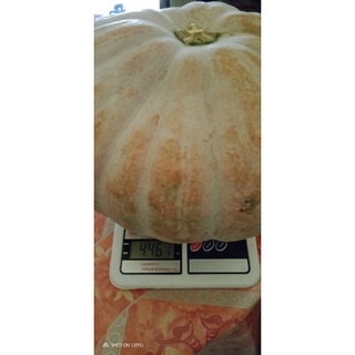 Jual waluh kuning labu kuning harga per kg | Shopee Indonesia