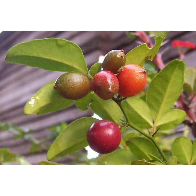 Jual Tanaman Buah Jeruk Kingkit Xina | Shopee Indonesia