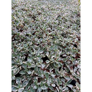 Jual krokot hijau varigata | Shopee Indonesia