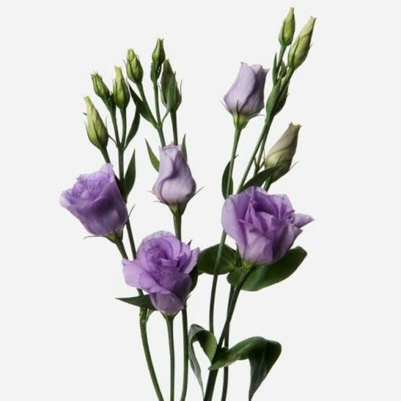 Jual Lisianthus Bunga Ungu Kondisi Siap Berbunga Usia 4-6 bulan ...