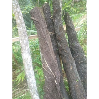 Jual Media anggrek Batang pakis 1.5 meter paku andam media rambat ...