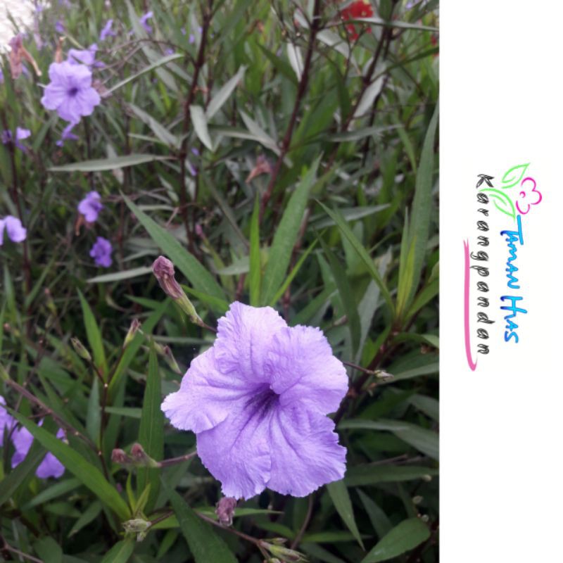 Jual Bunga Kencana Ungu Ruellia Tuberosa (Tanaman Hias) | Shopee Indonesia