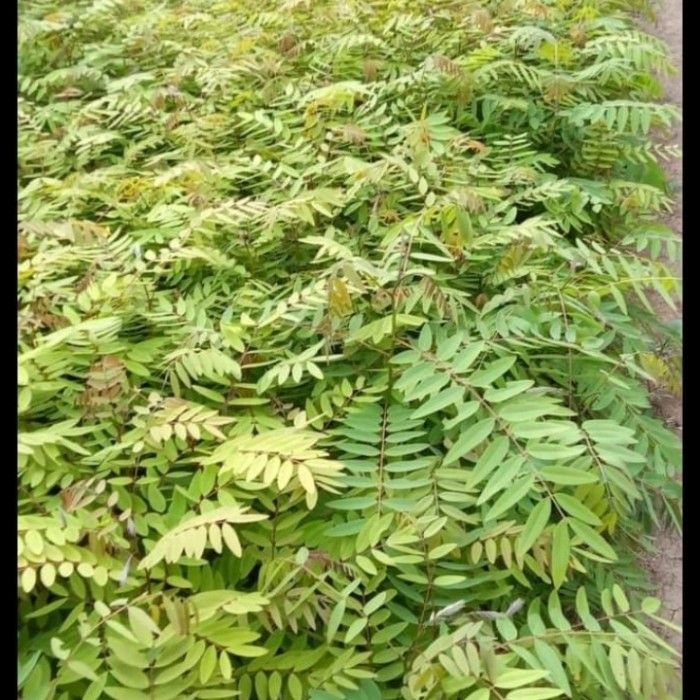 Jual 10 paket pohon johar | Shopee Indonesia